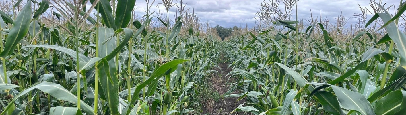 Mwanaka Fresh Farm Foods | UK Farm Shop Produce & Fresh Meat – mwanaka ...