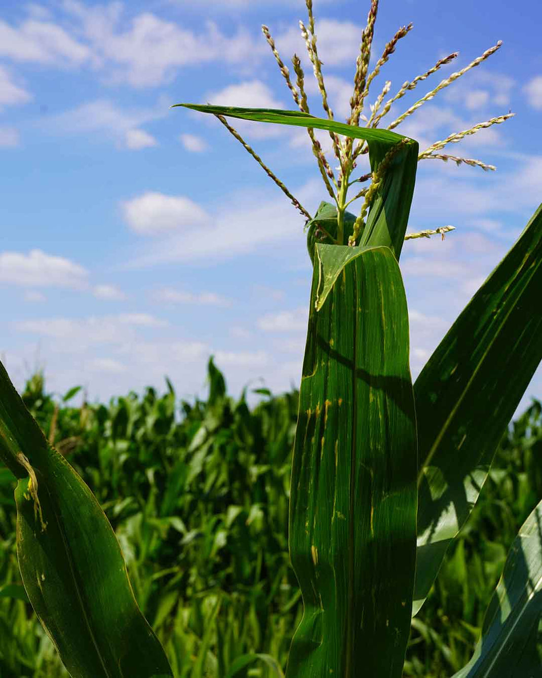 Mwanaka Fresh Farm Foods | UK White Maize Grower – mwanaka fresh farm foods